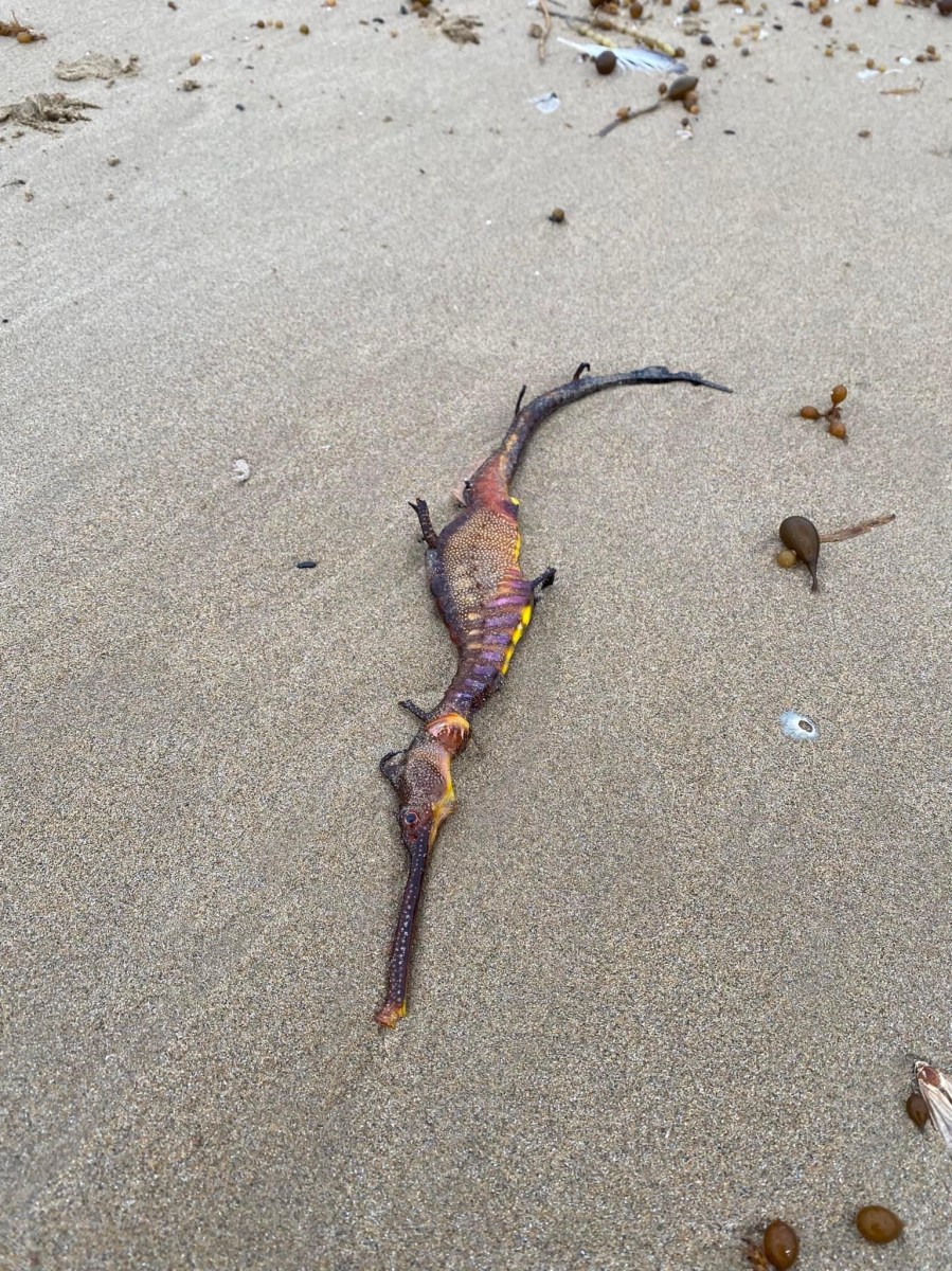 Strange Fish Washes up on Jersey Shore – Jersey Coast Emergency news