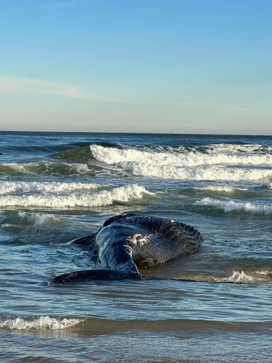 What’s Happening to Our Whales and Marine Life – Jersey Coast Emergency ...