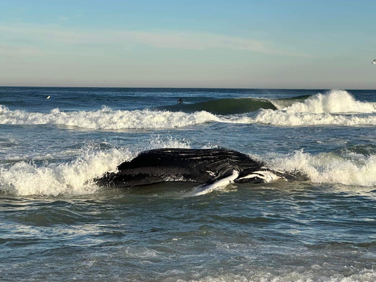 Marine Mammal Stranding Center Releases Information on Dead Whale ...