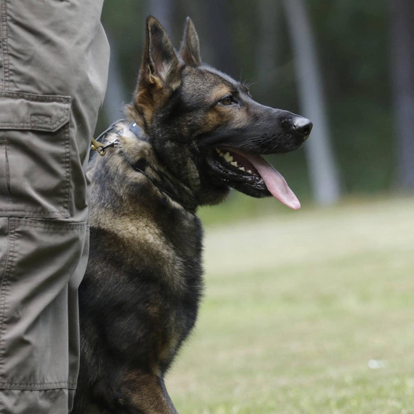 Ocean County Sheriff’s Office Mourns the Loss of K9 Officer Stosh ...