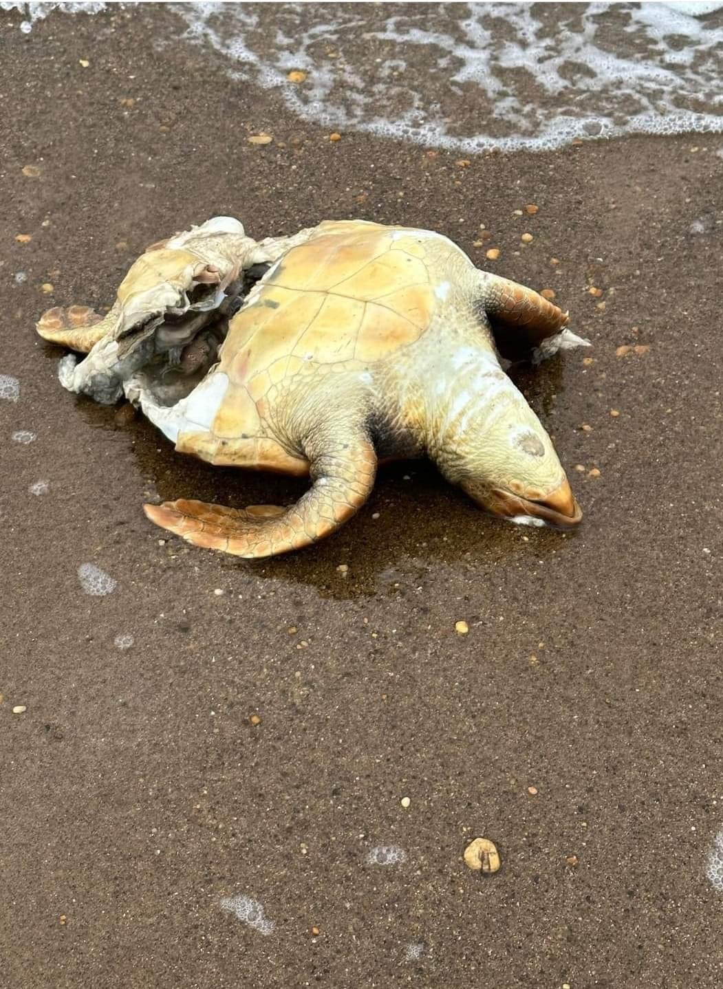 Third Sea Turtle Washes up Dead – Jersey Coast Emergency news